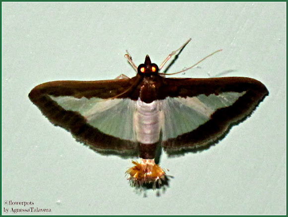 Cucumber Moth | Project Noah