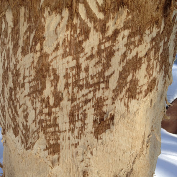 Beaver teeth marks on pine tree | Project Noah