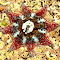 Cushion Sea Star | Project Noah