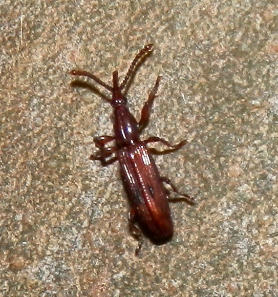 Straight-snouted Weevil | Project Noah