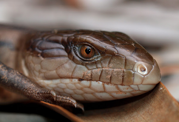 Blue Toungue Lizard | Project Noah