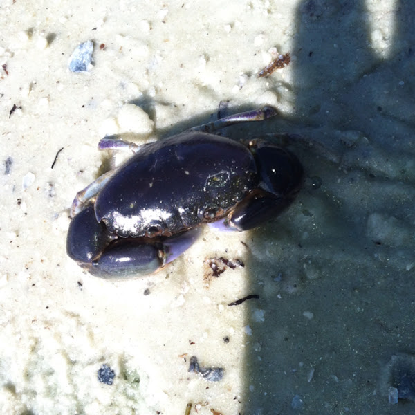 Blue Land Crab | Project Noah