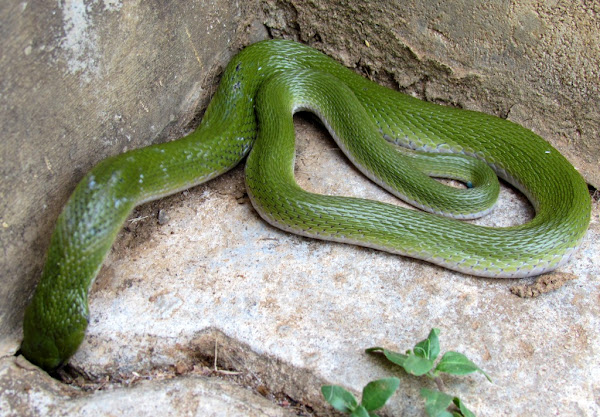 Green Keelback | Project Noah