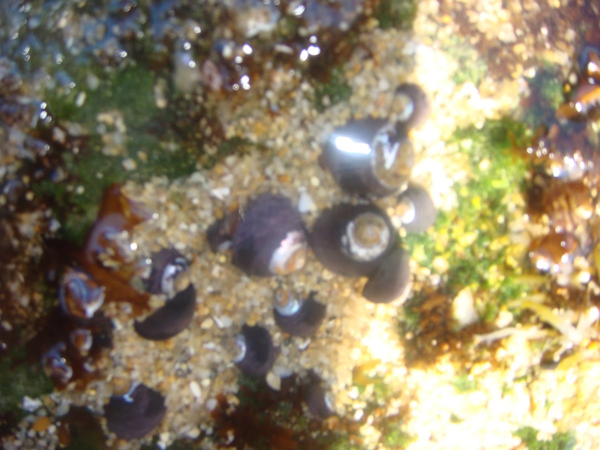 Blueband Hermit Crab | Project Noah