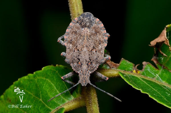 Four Humped Stink Bug | Project Noah