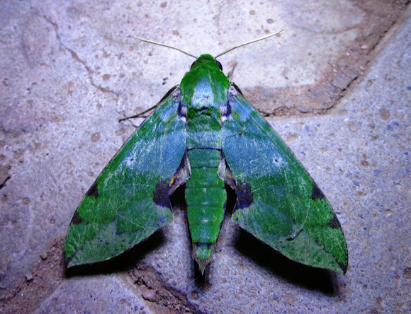 Verdant hawk moth | Project Noah