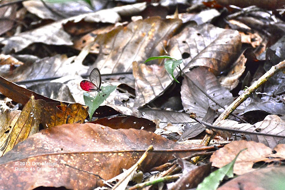 Blushing phantom butterfly | Project Noah