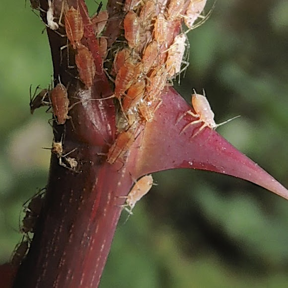 Pulgones | Project Noah