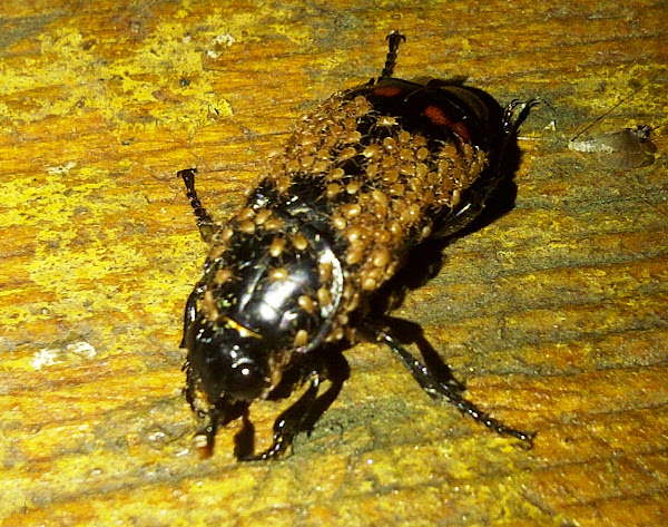 Carrion Beetle with Mites | Project Noah