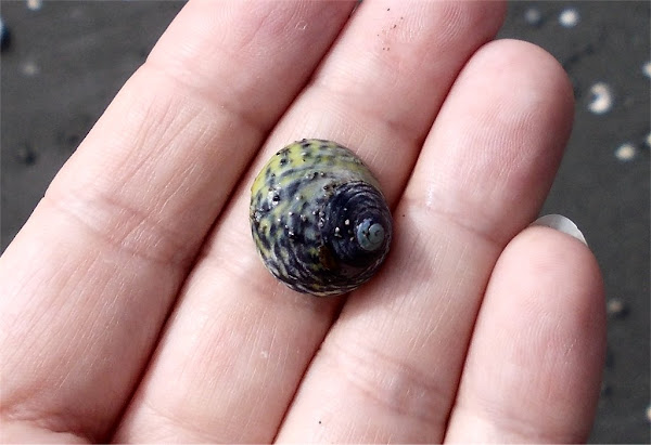 Mudflat top shell | Project Noah