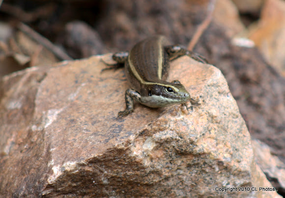 Elegant Snake-eyed Skink | Project Noah