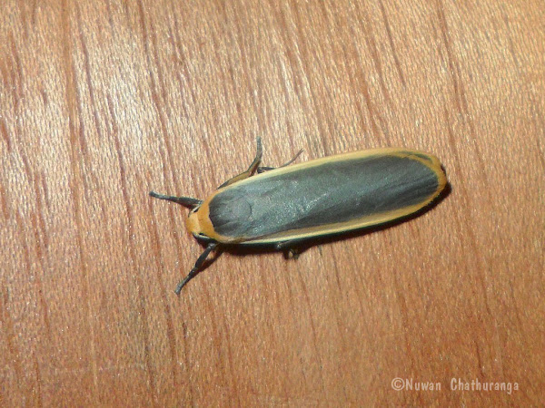 Arctiid Moth | Project Noah