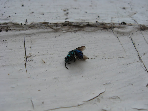 Metallic bee | Project Noah