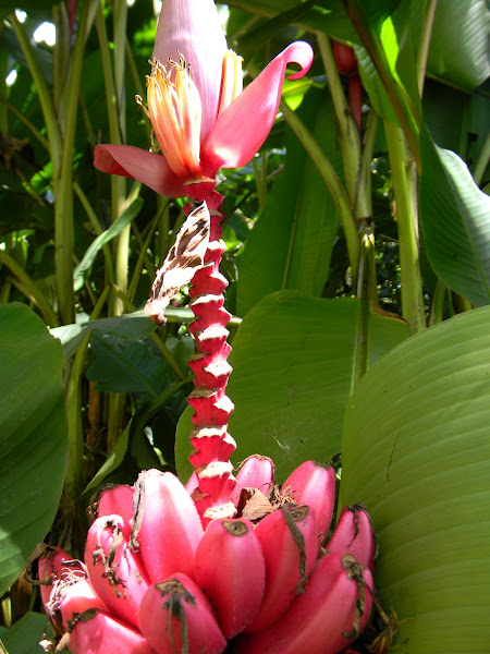 banano rojo - ornamental red banana | Project Noah
