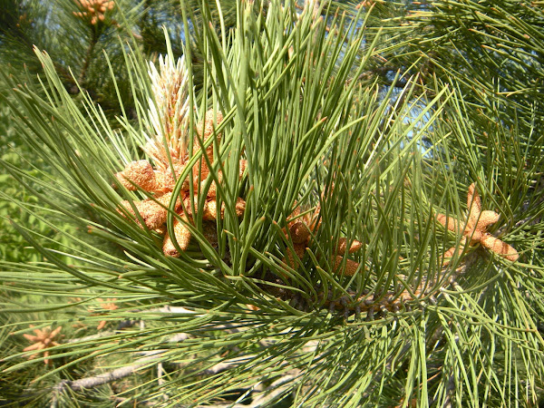 White Pine | Project Noah