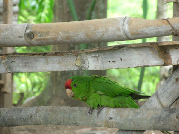 perico de frente escarlata - Scarlet-fronted Parakeet (Conure ...