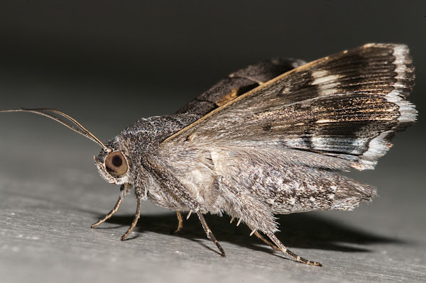 Erebidae Moth | Project Noah