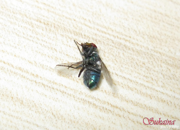 Blue fly | Project Noah