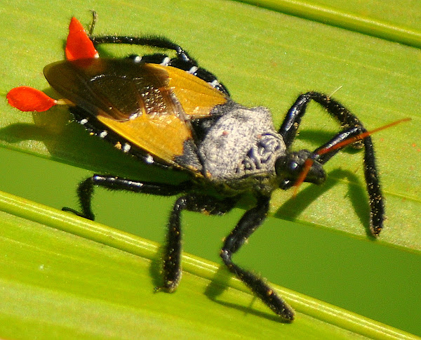 Bee Killer Assassin bug | Project Noah