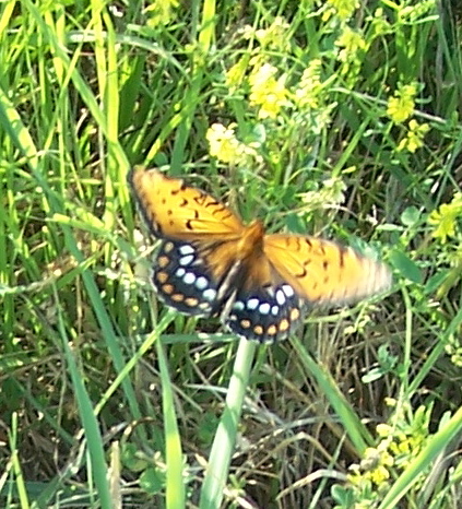 Regal Fritillary | Project Noah