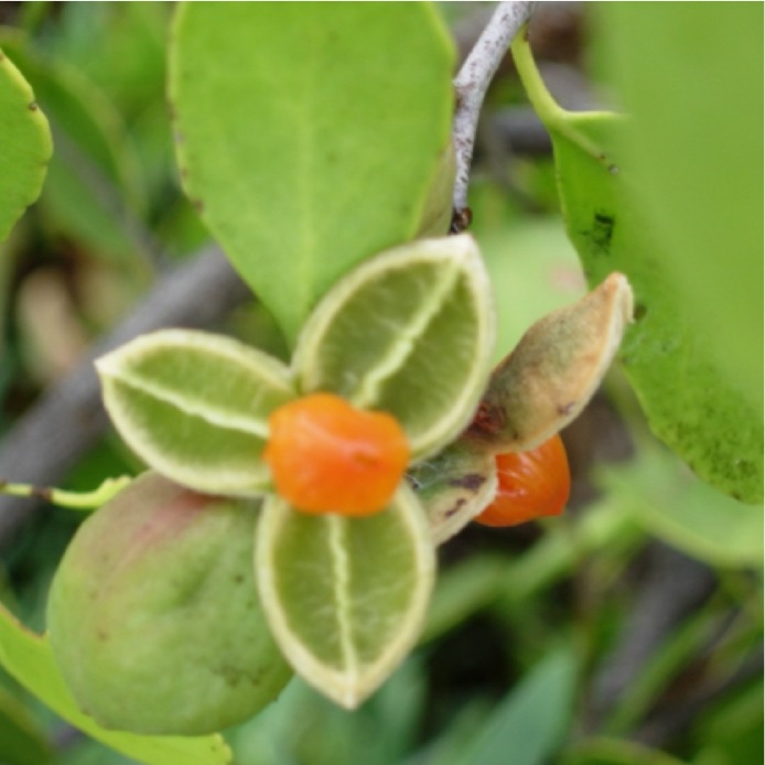 Arrayancillo. Leatherleaf | Project Noah