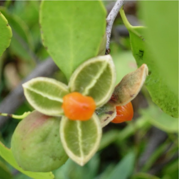 Arrayancillo. Leatherleaf | Project Noah