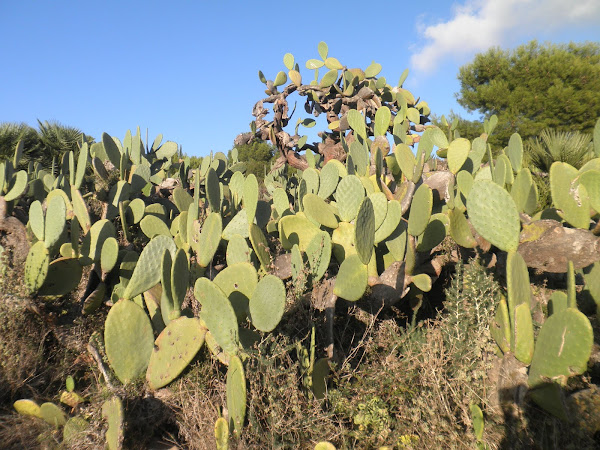 Opuntia ficus indica (Chumbera) | Project Noah