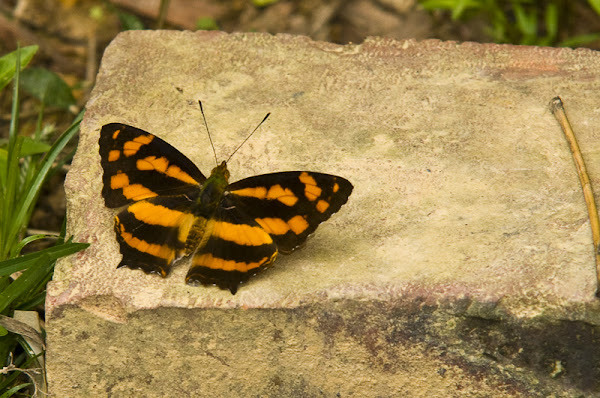 Common Jester | Project Noah