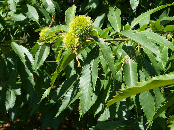 American chestnut | Project Noah
