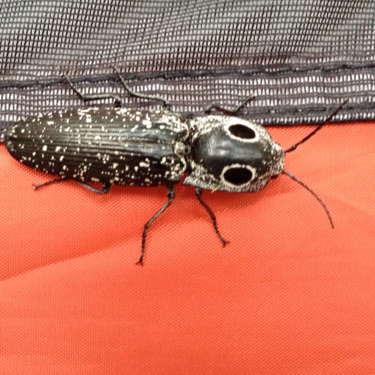 Eyed Elator(click beetle) | Project Noah