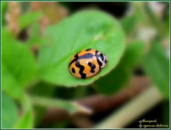 Six-spotted Zigzag Ladybird | Project Noah