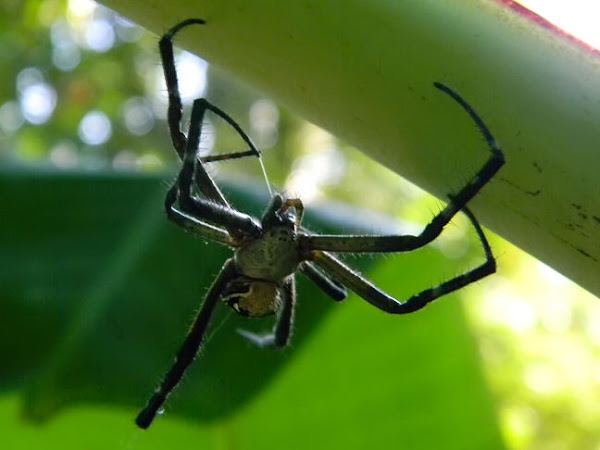 tent web spider, dome web spider | Project Noah