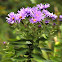 Hairy White Oldfield Aster | Project Noah