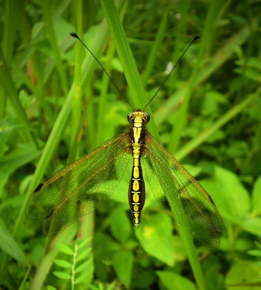 Yellow Owlfly | Project Noah