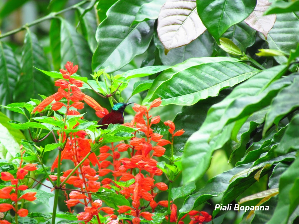 Purple rumped sunbird | Project Noah