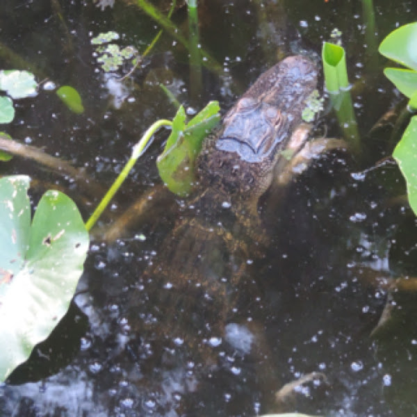 Alligator | Project Noah