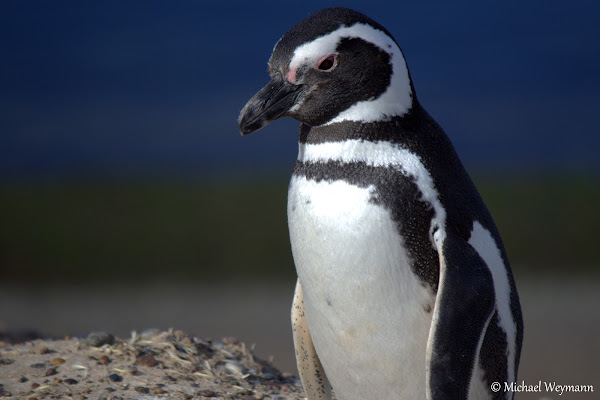 Pingüino Patagónico | Project Noah