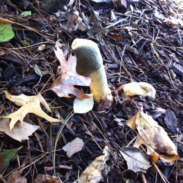 Ravenel's stinkhorn | Project Noah