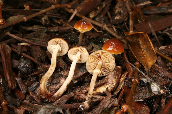 Deadly Pholiotina | Project Noah