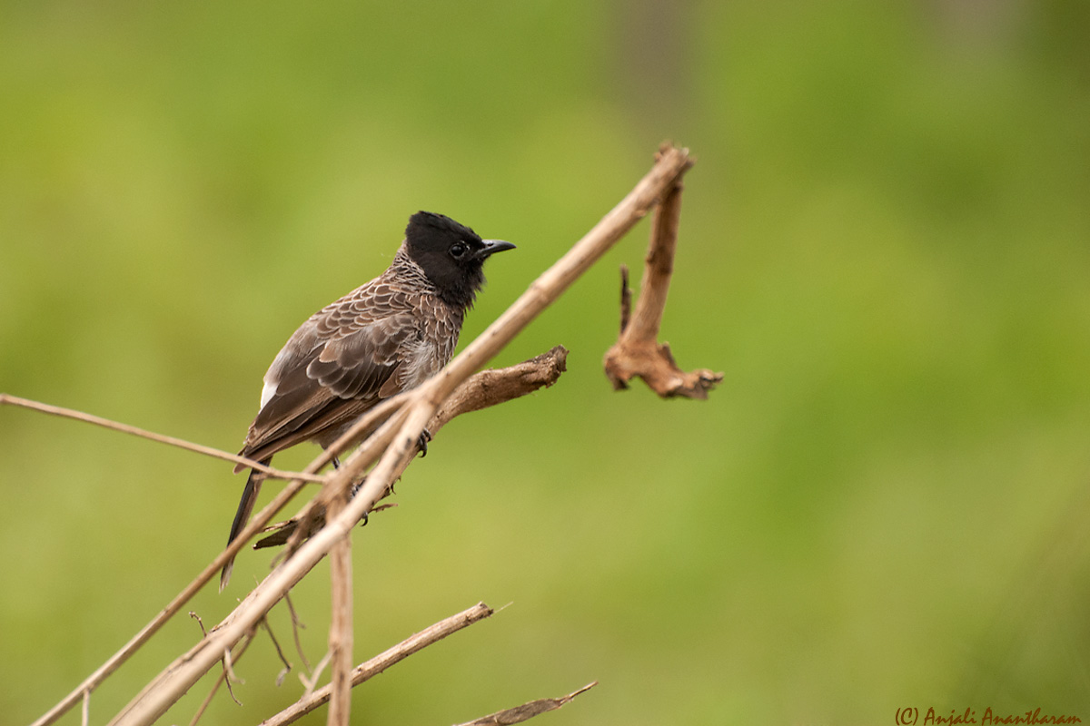 Red-vented Bulbul | Project Noah