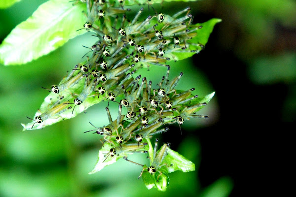 Grasshopper nymph | Project Noah