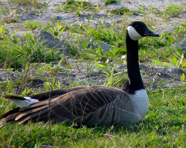Canada Goose | Project Noah