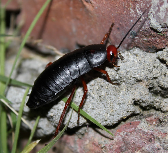 Red Headed Cockroach | Project Noah