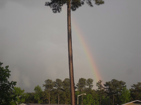 Loblolly Pine Tree | Project Noah