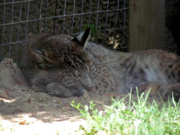 Bobcat | Project Noah
