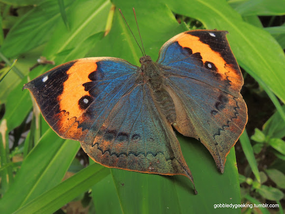 Orange Oakleaf Butterfly | Project Noah