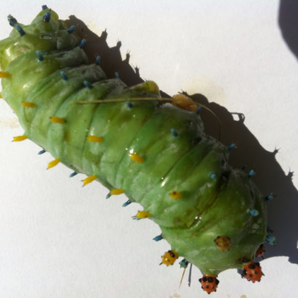 Cecropia moth (larva) | Project Noah