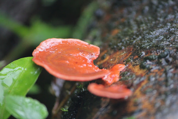 Red fungus | Project Noah