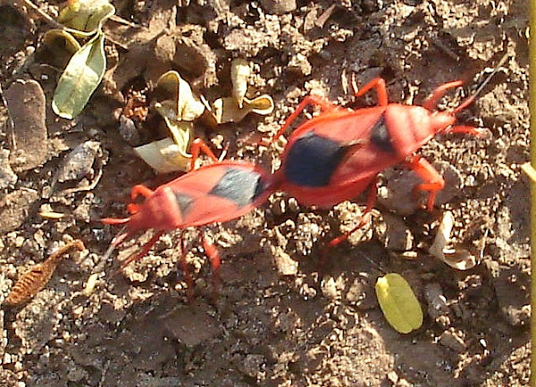 Red Cotton Bug | Project Noah