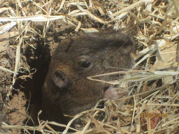 Botta's Pocket Gopher | Project Noah